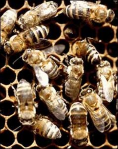 Bees and the Hidden Miracles of Honey – The Muslim Times