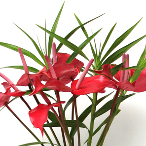 Hawaiin flowers – The Muslim Times