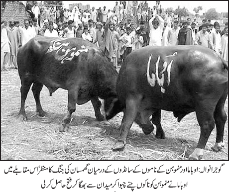 bulls – The Muslim Times