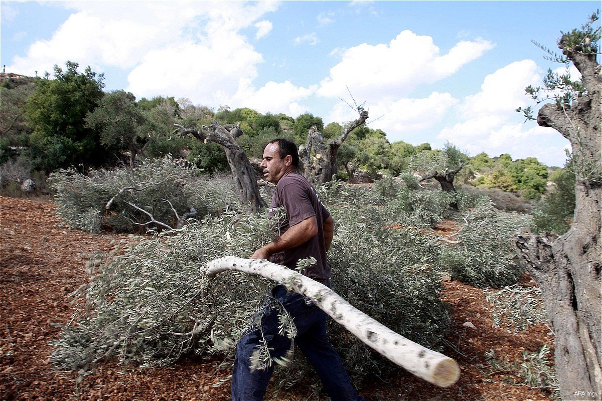 Israel settlers uproot hundreds of trees in Bethlehem – The Muslim Times