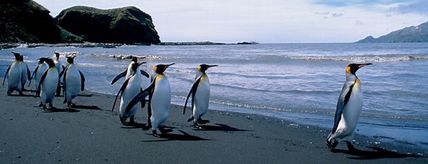 King Penguins – The Muslim Times